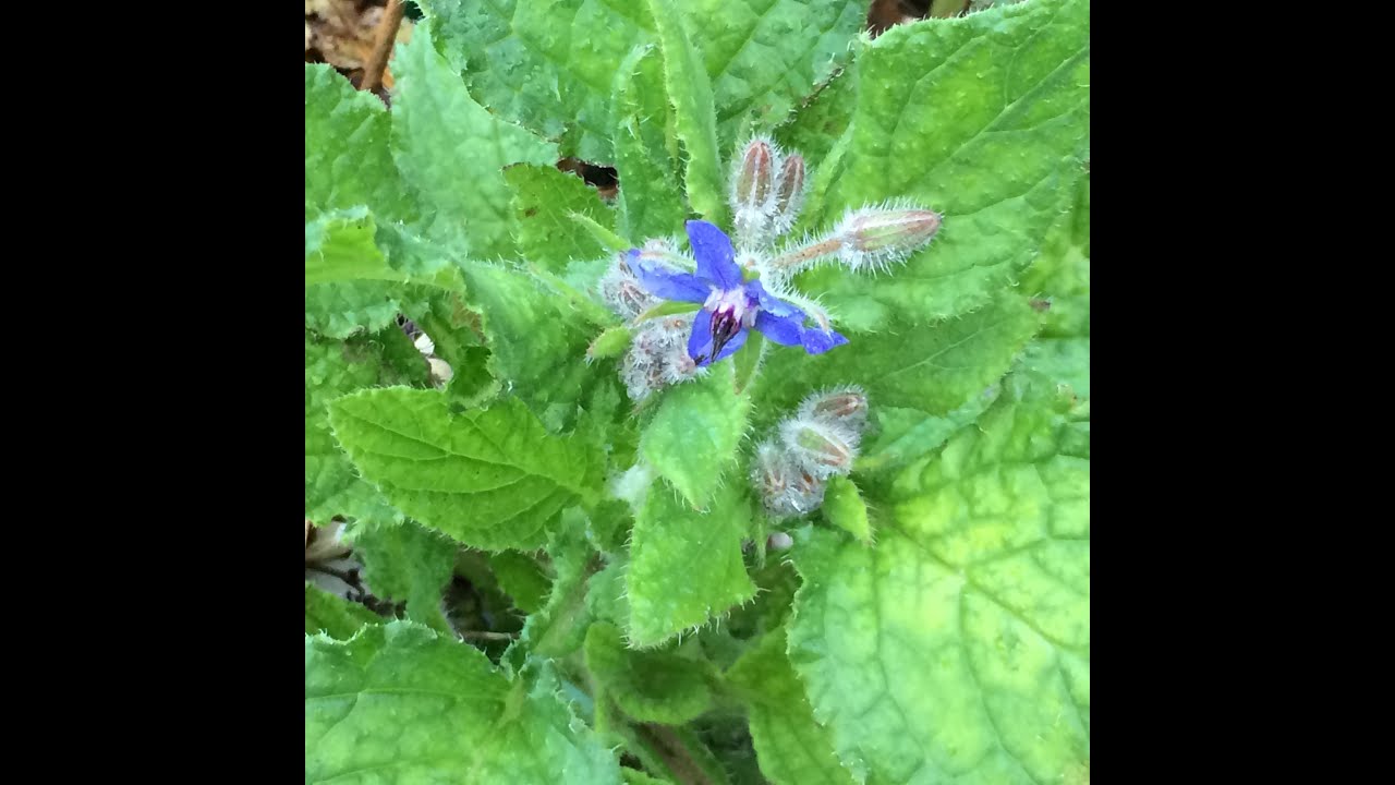 The 'Blueing' of the Garden Begins! - YouTube