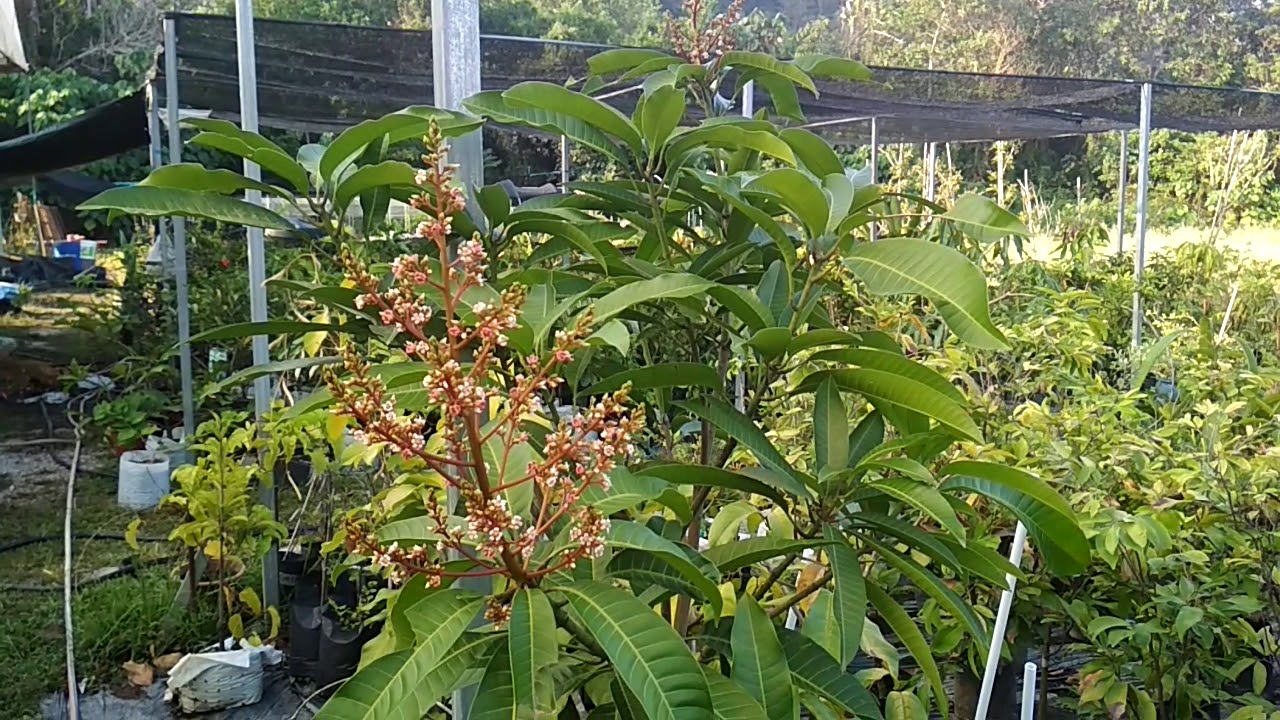 Pokok Kuini Mula Berbunga Dalam Pasu. - YouTube