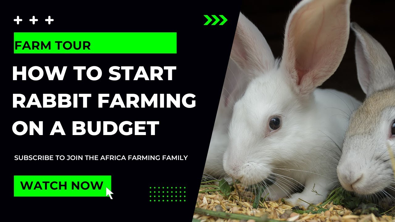 Make Millions with RABBIT FARMING in KENYA | AFRICA FARMING (FARM TOUR ...