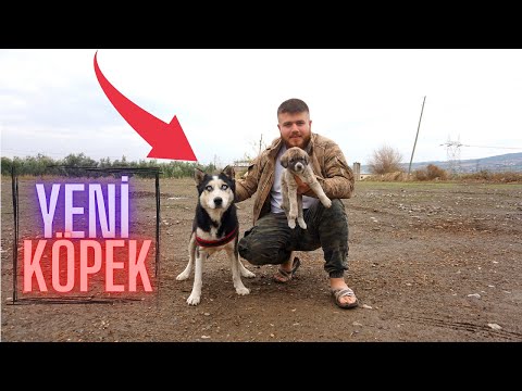 YENİ KÖPEĞİM - Sibirya Kurdu Husky ve Çoban Köpeği (Sokaktan Kurtardım)