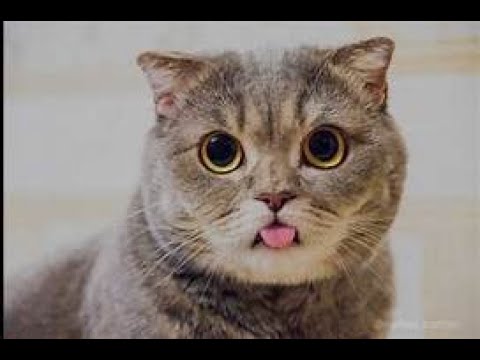 pppppppppp #soifw #districtx #saonoscare - YouTube