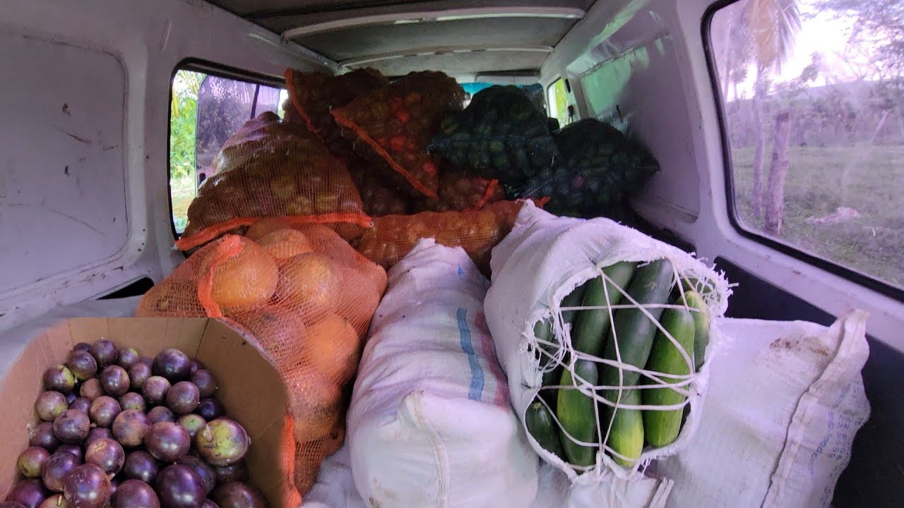 reaping produce for the market in the rain this is what too much rain ...