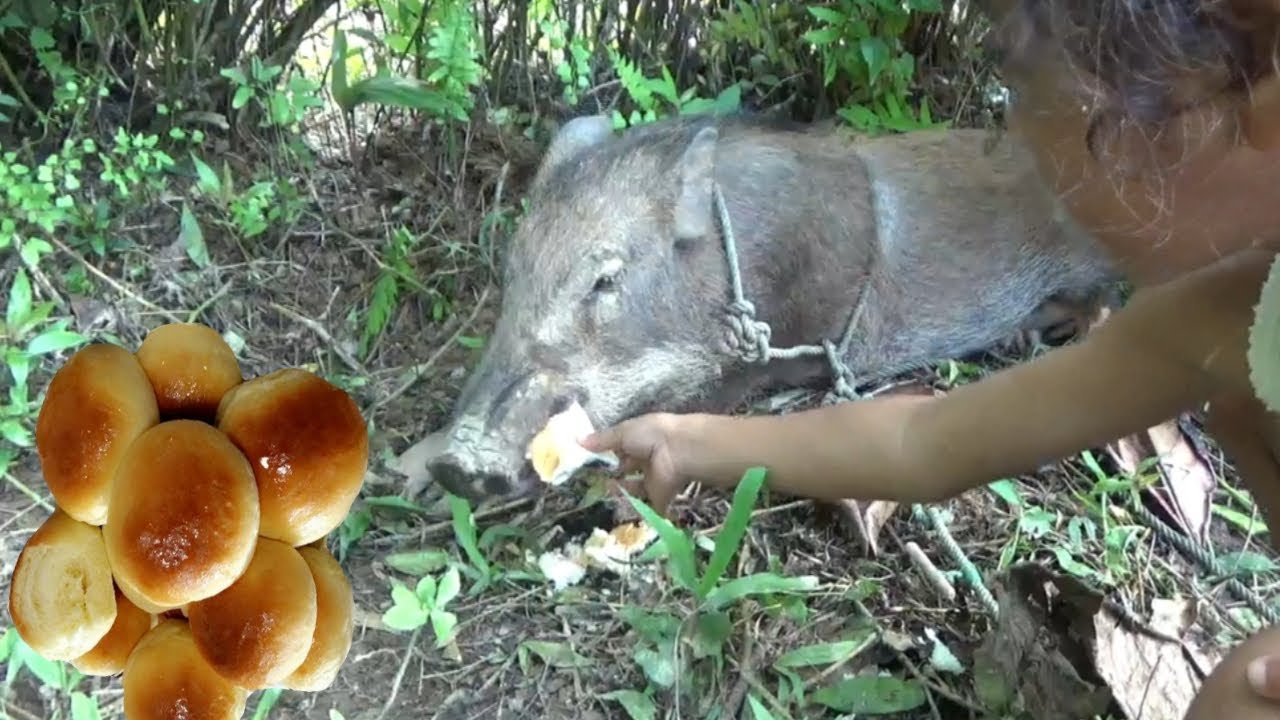 EXCELLENT!! The Little Wild Boar turns out to be tame and likes to eat ...