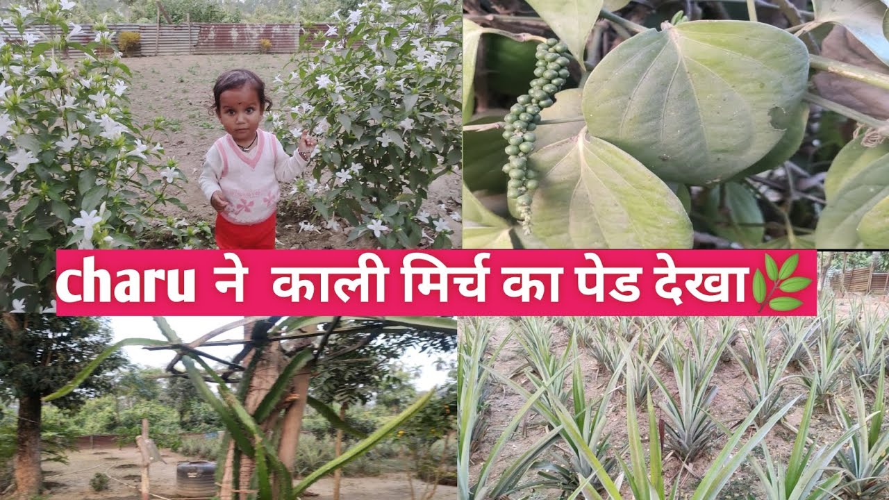 Bahut sare fruit tree 🌿🌵🌴dekhe charu ne 😊 dragon fruit aur kya ?#tree# ...