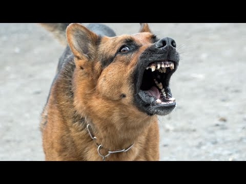Dog Barking Sound Effect Free Download (part2)