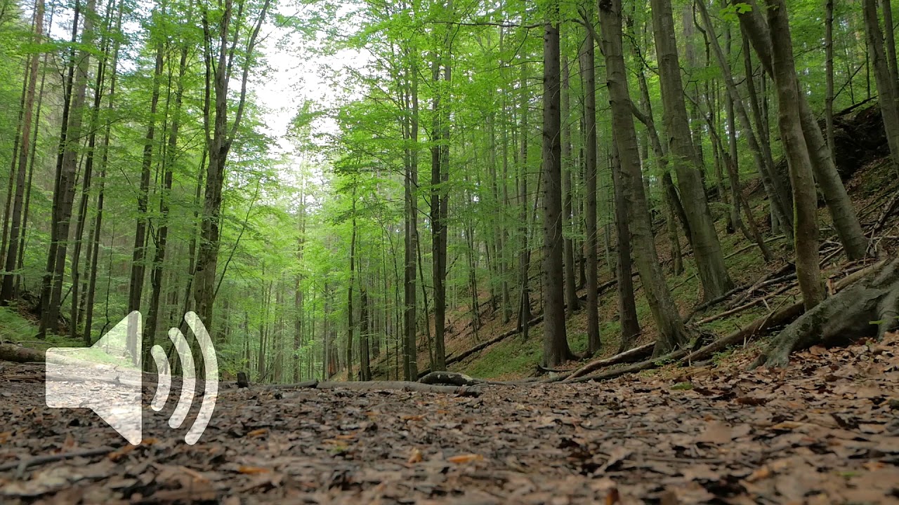 Nature Forest Birds Woodpecker - sound effect #01 - YouTube