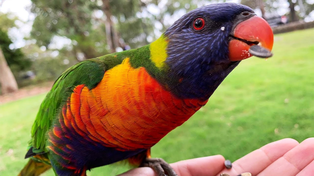 Birds of Sydney: kookaburras, lorikeets and cockatoos - YouTube