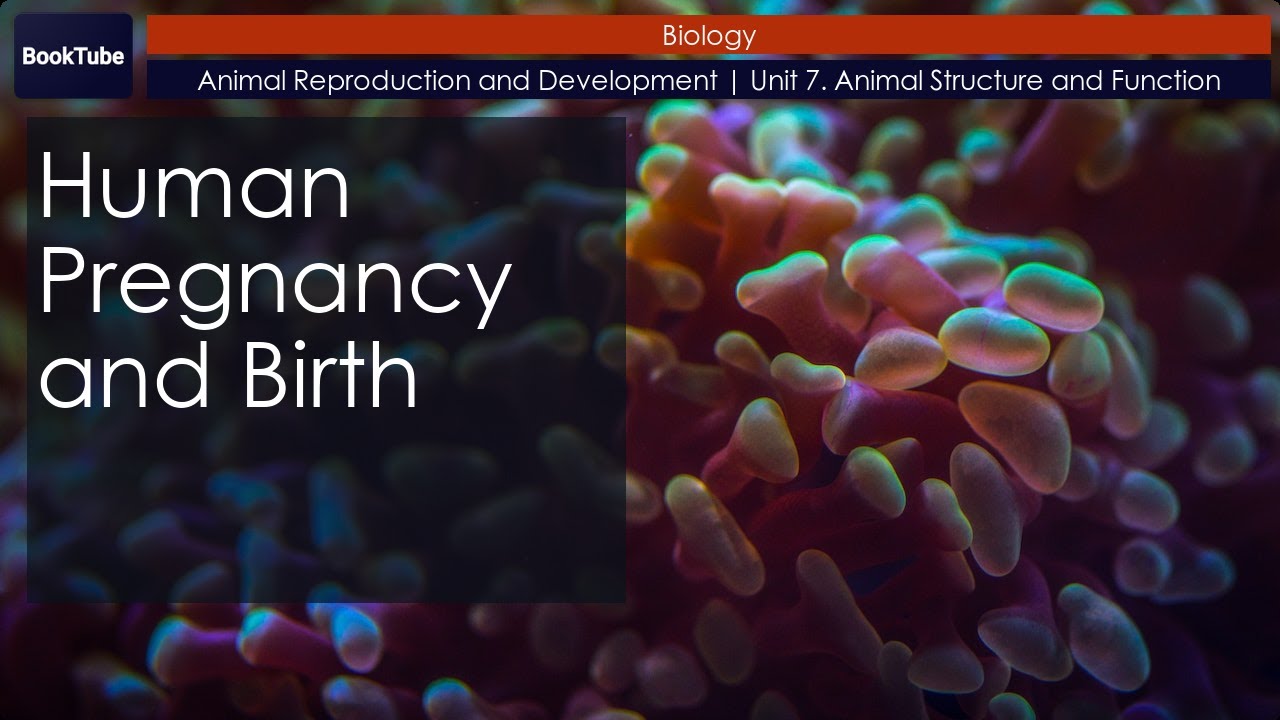 Human Pregnancy and Birth | Animal Reproduction and Development - YouTube