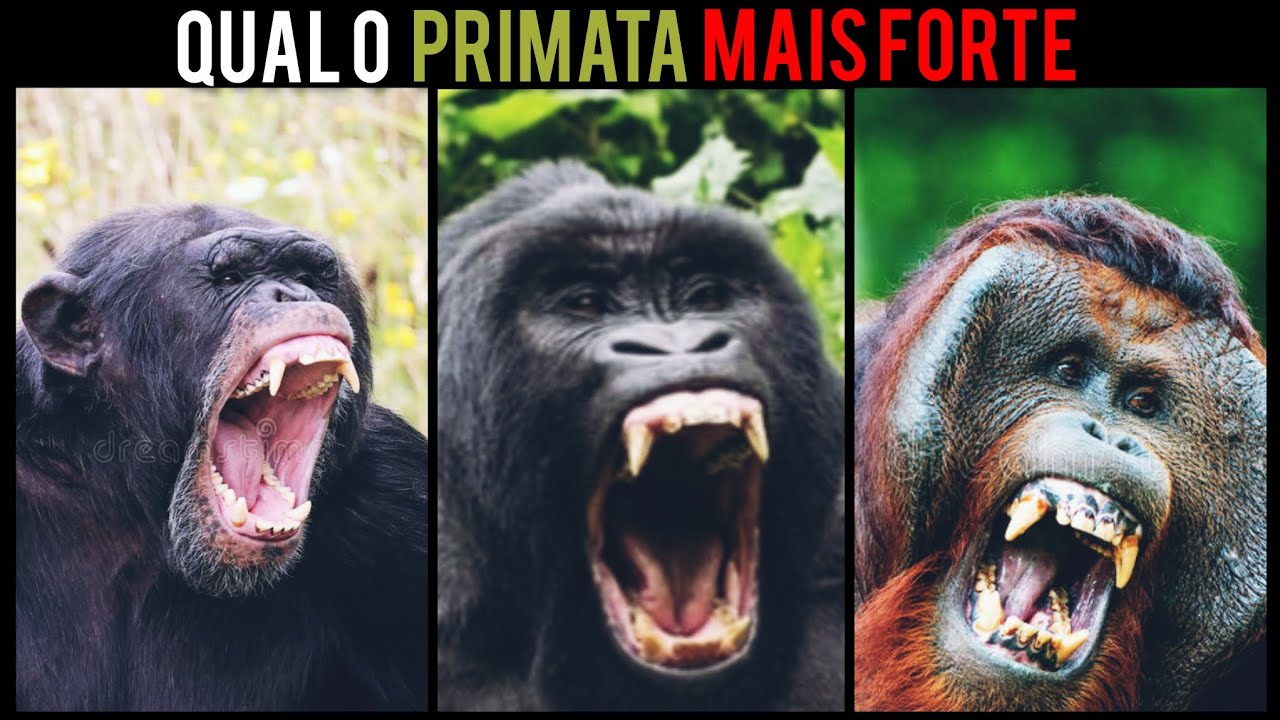 TOP 7 PRIMATAS MAIS PODEROSOS DO MUNDO. - YouTube
