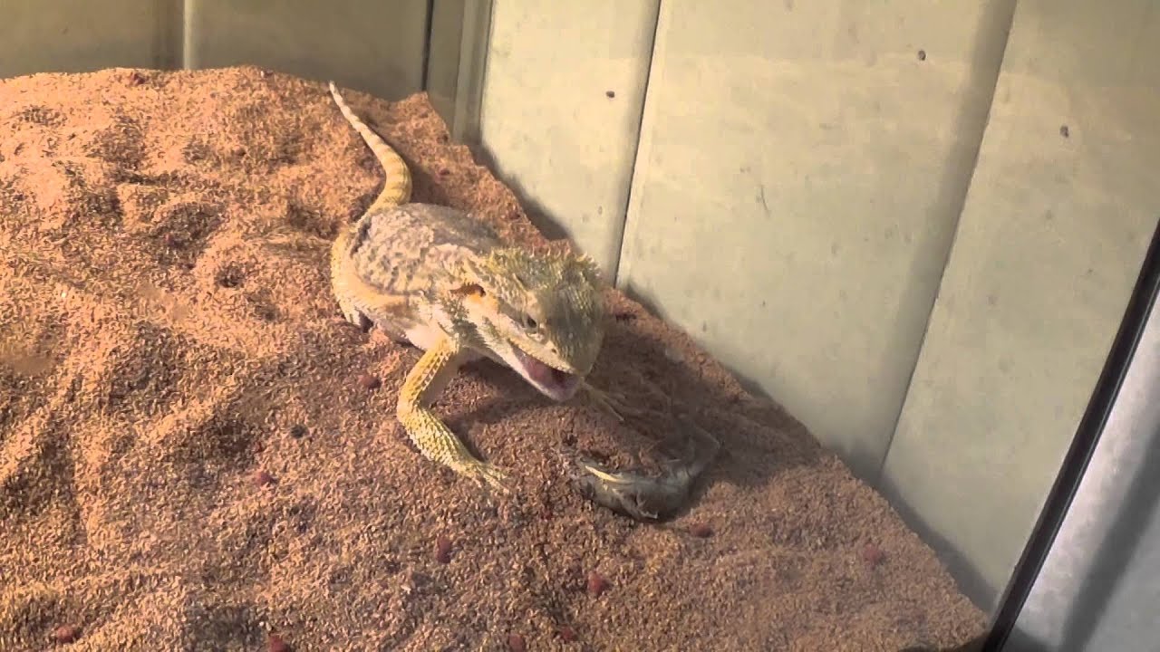 Feeding my Bearded Dragon an Anole Lizard - YouTube