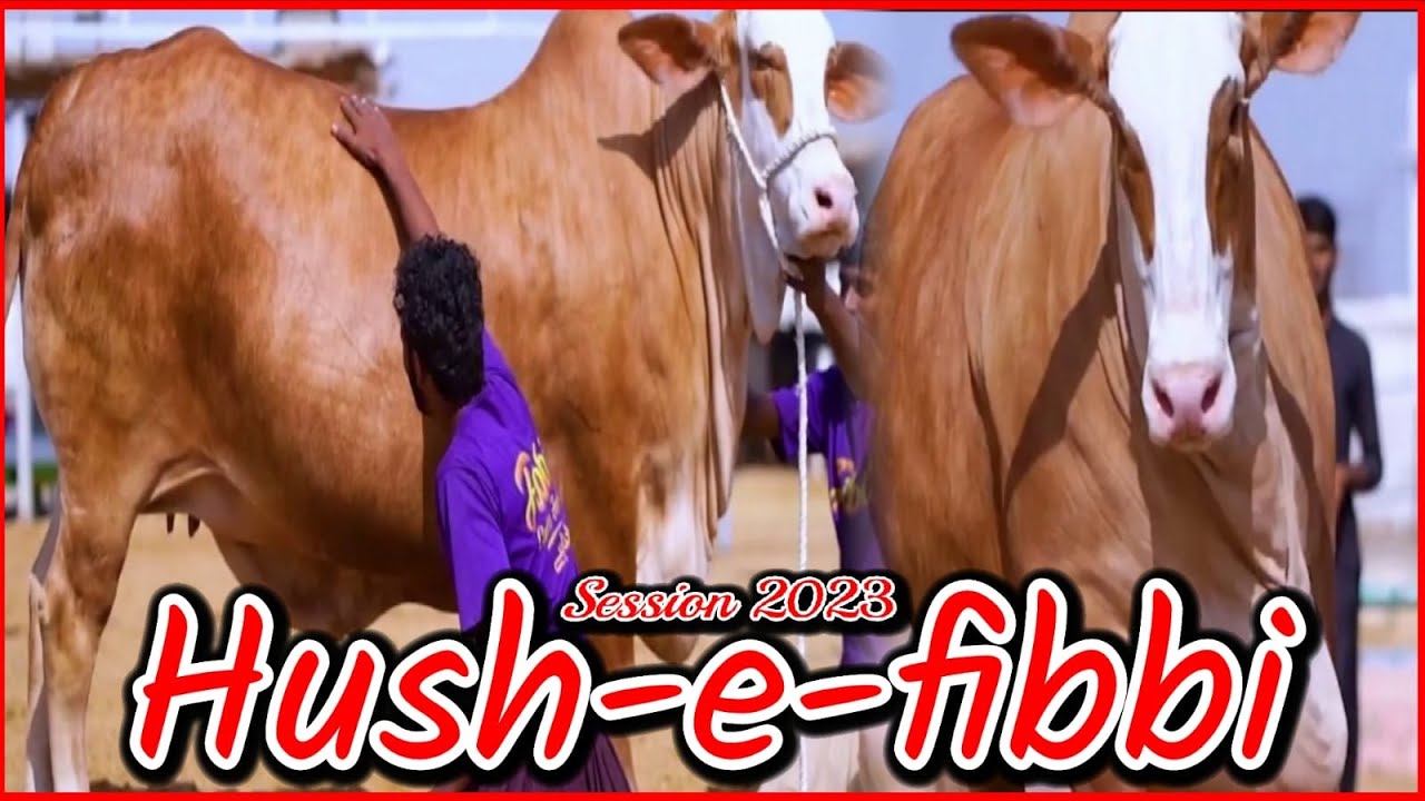 Fibbi Cattle Farm | Collection 2023 | Viral Shorts | Cattle Farm ...