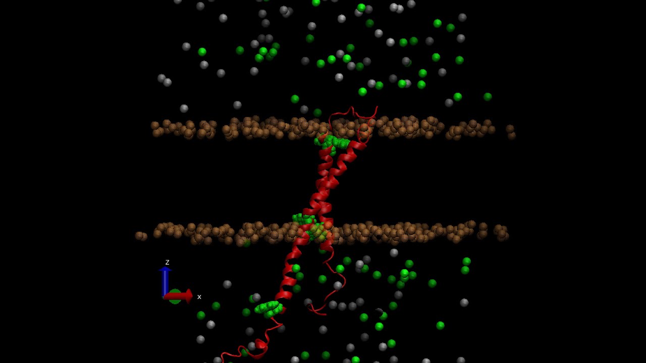Charmm GUI: Membrane Protein | ¿Cómo ensamblar una proteína de membrana ...
