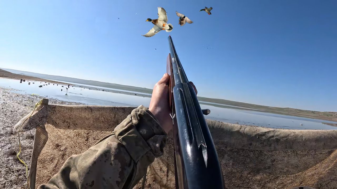 DUCK HUNTING SABAH BEKİNDE(DUBLE VURUŞLAR)EFSANE ÖRDEK AVI УТИНАЯ ОХОТА ...