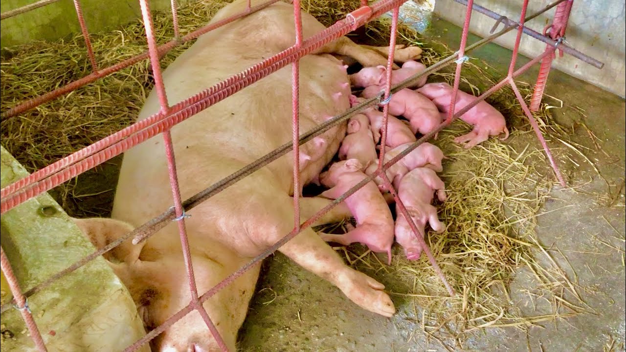 Congratulations Mommy Pig #3 all 8 piglets alive - YouTube