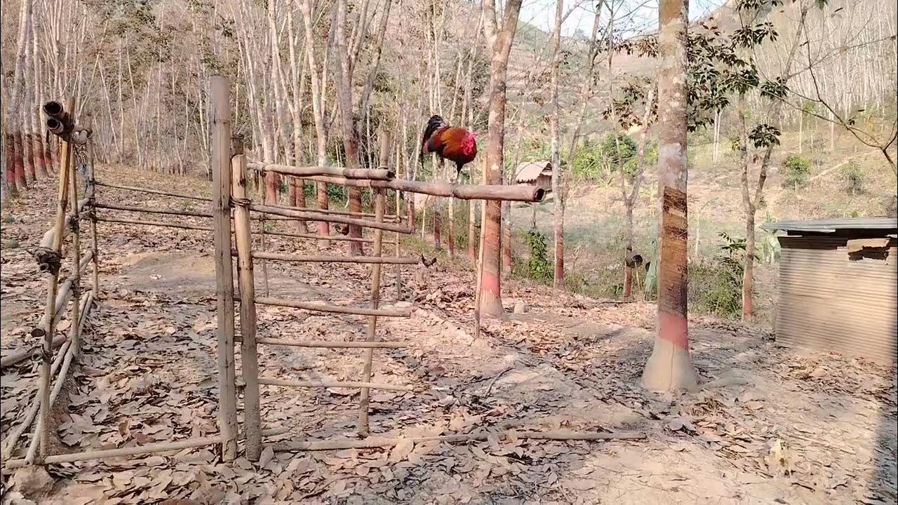 qaib dib nawb 2025 - YouTube