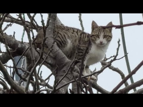 BU KEDİ KÖPEKLERİ ÇILDIRTMAYA ÇALIŞIYOR