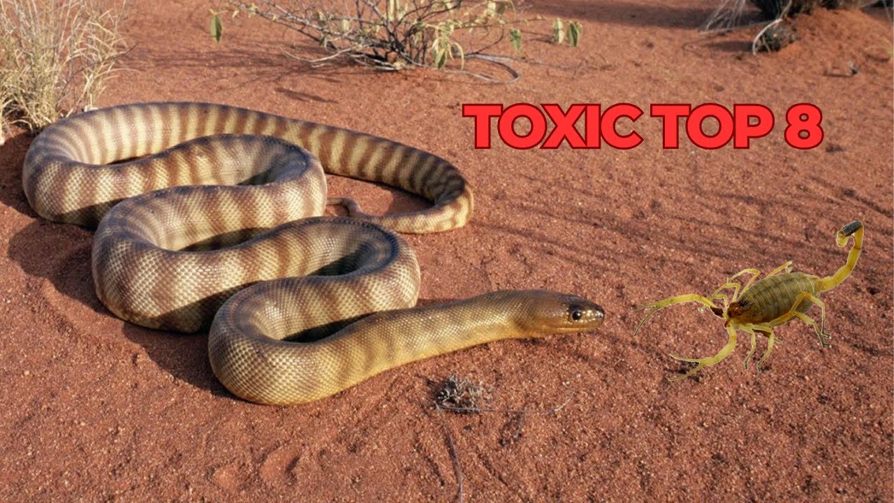 One Drop Kills Dozens: The 8 Most Toxic Animals Revealed! - YouTube