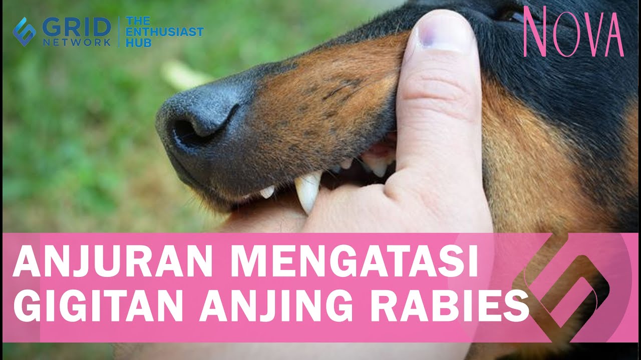 Waspada! Lakukan Cara Mengatasi Luka Gigitan Anjing Rabies dari IDAI ...