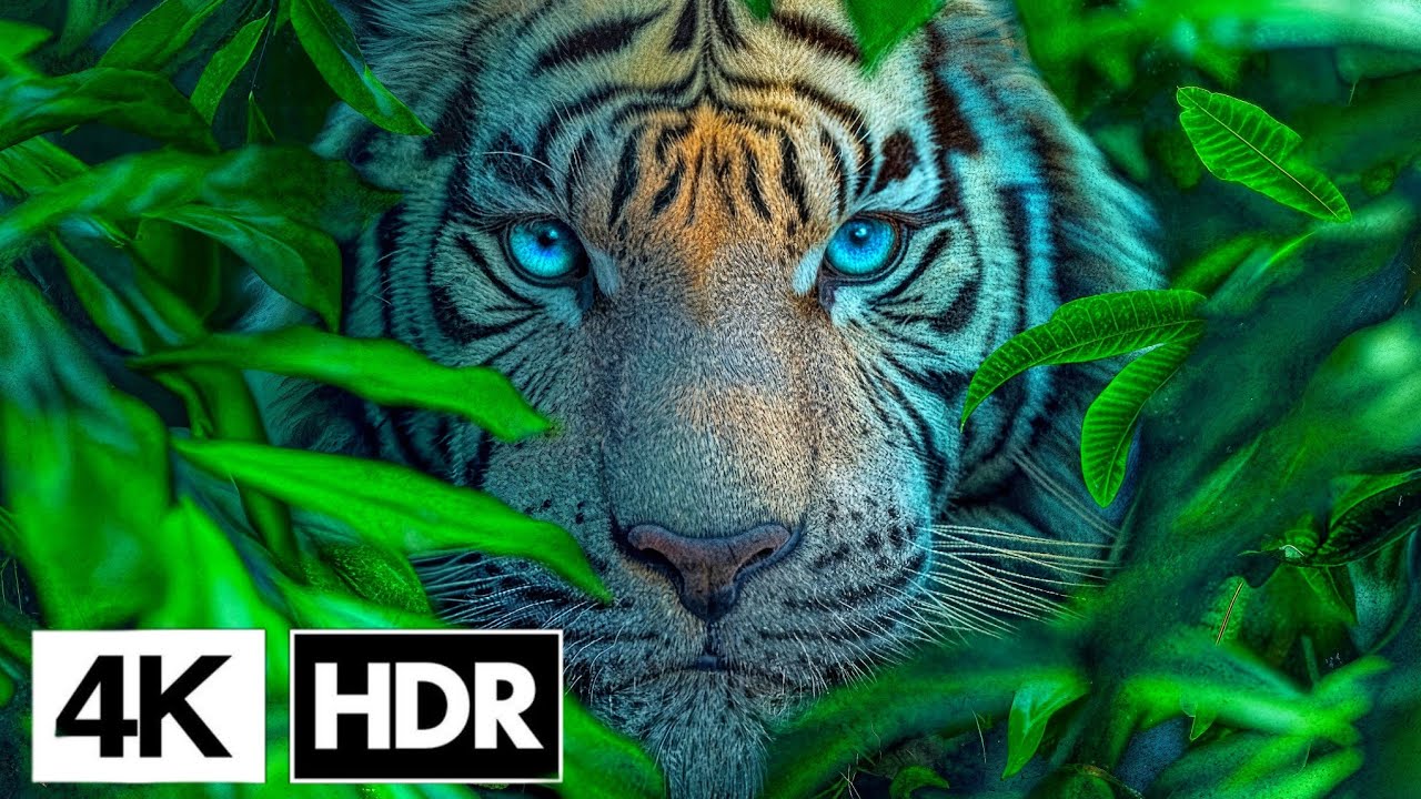 Amazing HDR 4K 120FPS Video-Dolby Vision - YouTube
