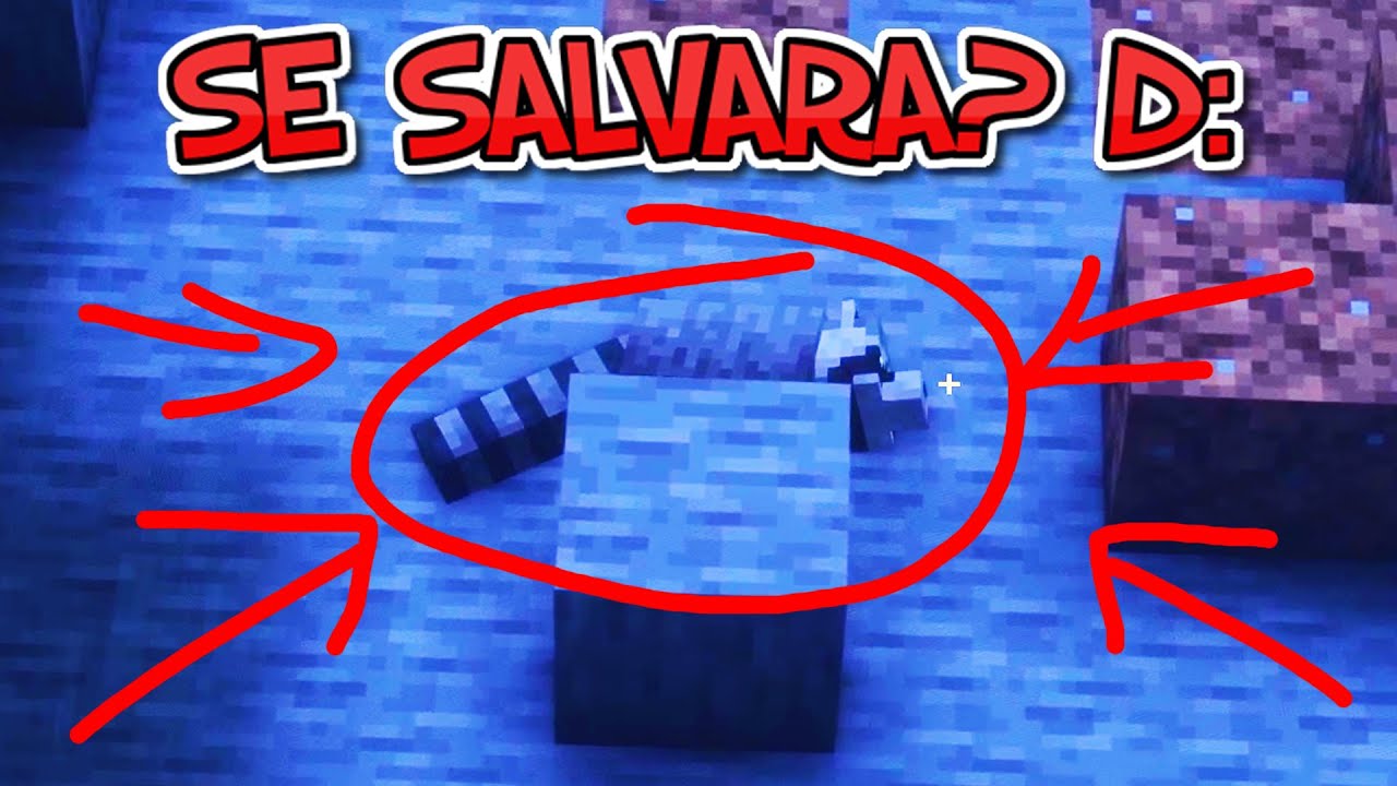 TRATAMOS DE SALVAR UN MAPACHE, PERO SE DESCONTROLA TODO XD - YouTube