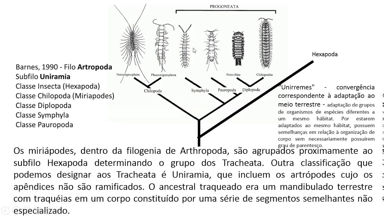 39 AULA - Subfilo Myriapoda - Características das classes Pauropoda e ...