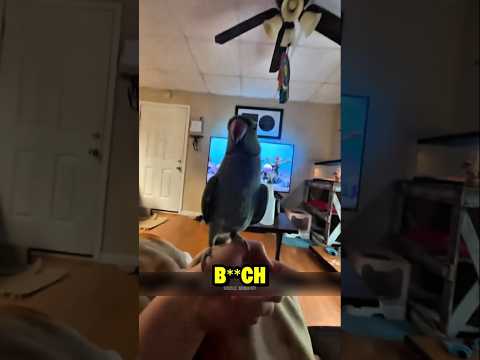 Never Say No to a Parrot’s Kiss 🦜😂 | Funny Parrot Moments