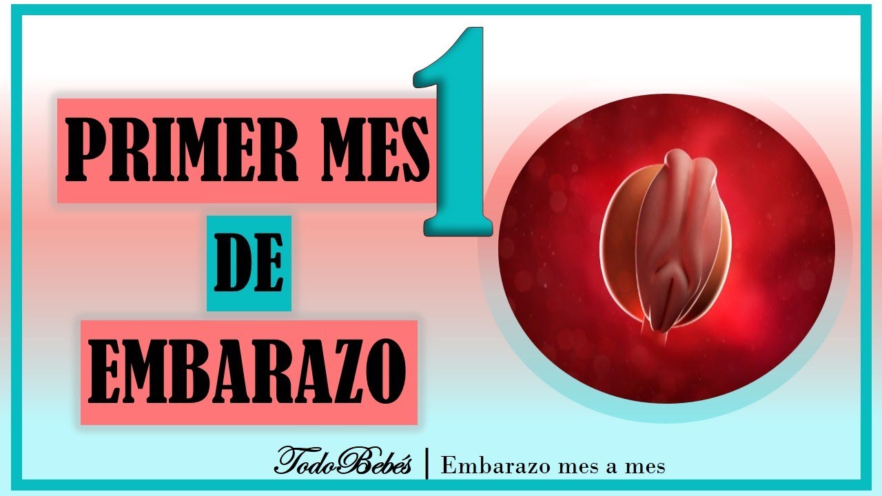 ️ PRIMER MES DE EMBARAZO🤰 ⏩ SEMANA 1 a 4 ⏩ PRIMER TRIMESTRE ⏩ ...
