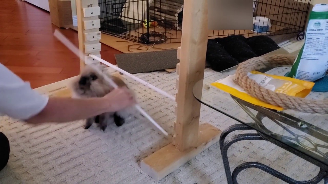 Rabbit Tricks Gizmo The Baby Lionhead Rabbit - 1st time target training ...