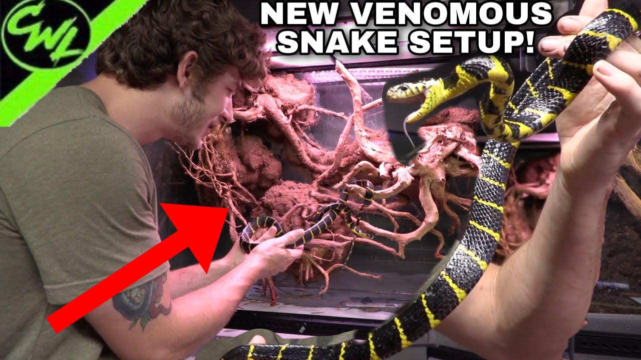 NEW VENOMOUS SNAKE SETUP!!! - YouTube