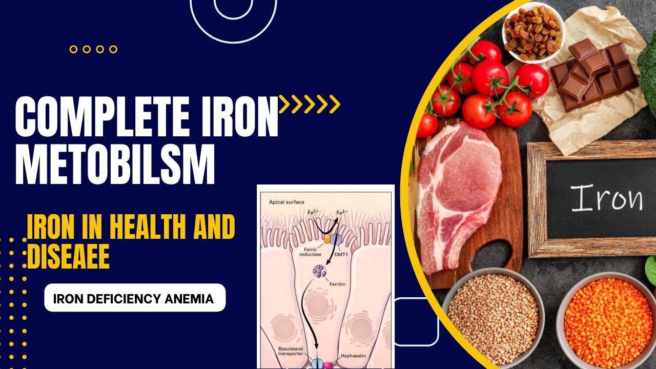 Iron in Health and Disease | Complete Iron Metabolism to understand ...