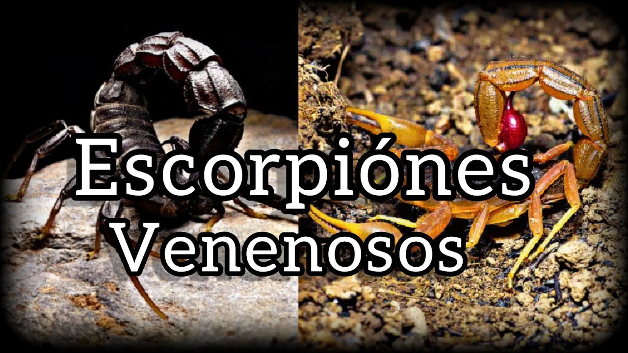 Los 10 Escorpiónes con el Veneno mas letal y Peligroso del Mundo! - YouTube