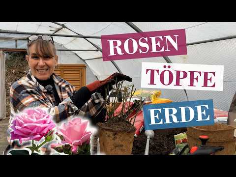 Rosen richtig umtopfen + alte Erde aufwerten (einfach erklärt)