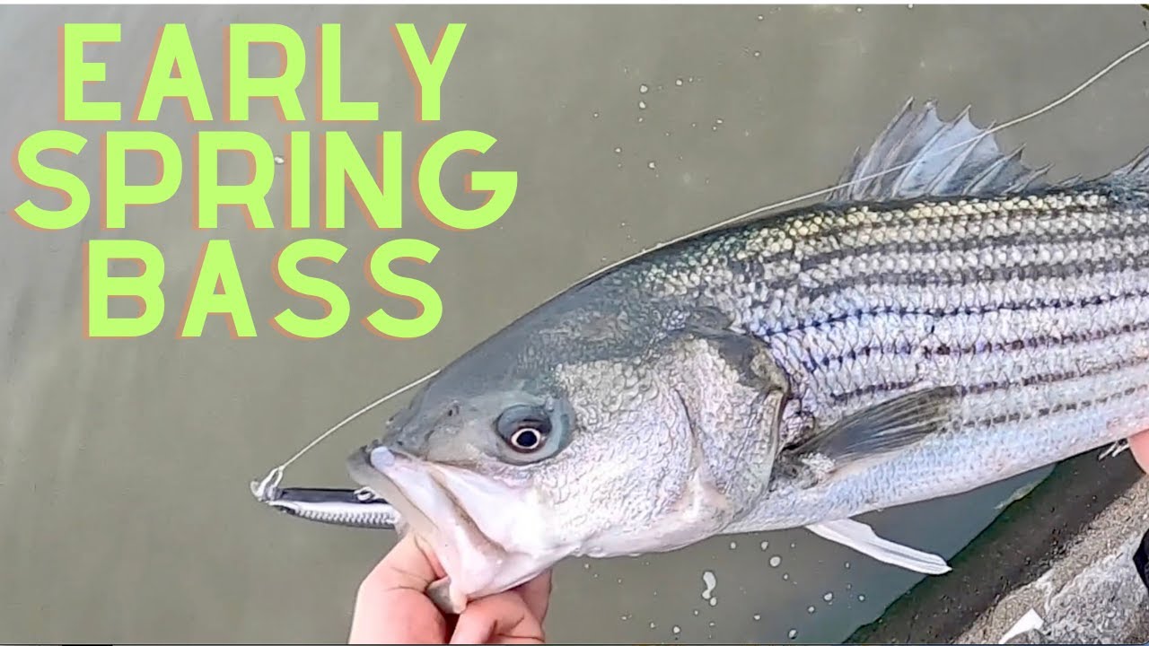 Another Early Spring Slot Striped Bass!! Long Island NY - YouTube