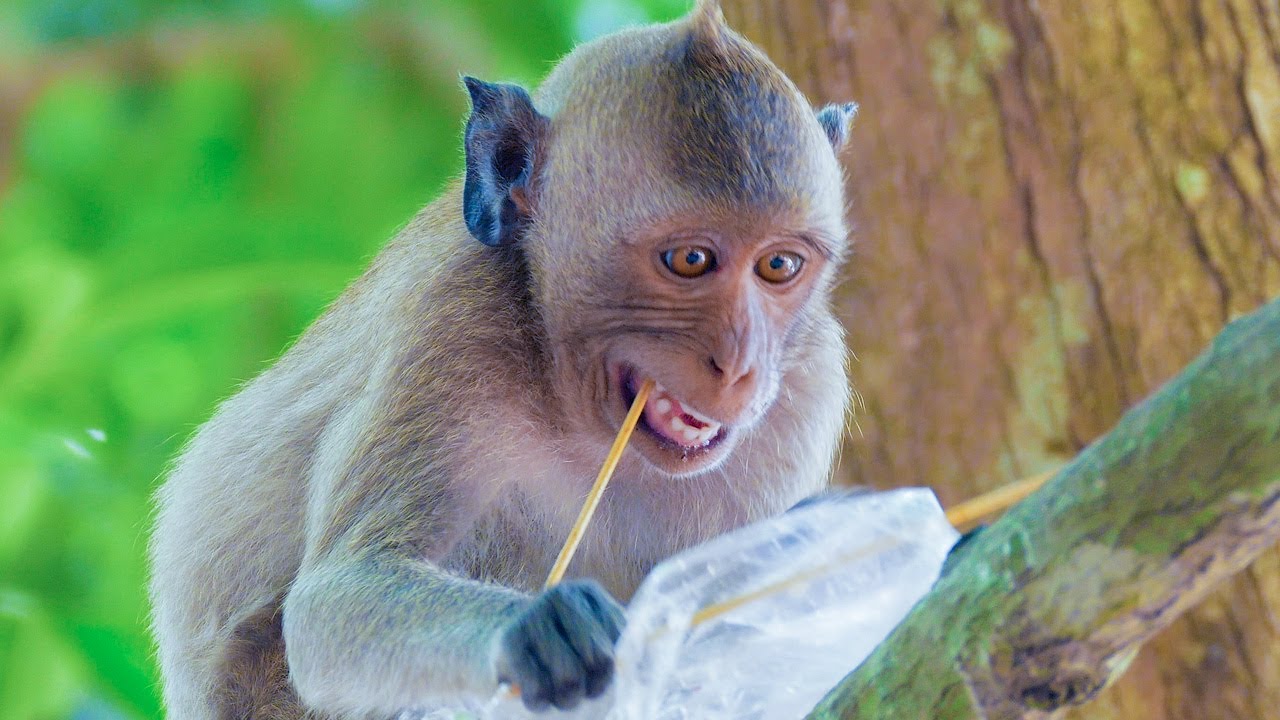 4K Quality Monkey Scenes | Monkey Beautiful Footage Ep 64 - YouTube