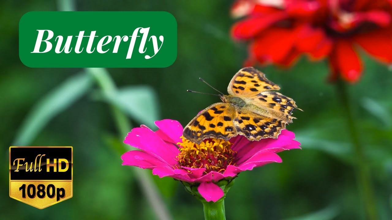 Butterfly | Monarch Butterfly | Butterfly Pea Flower | Monarch ...