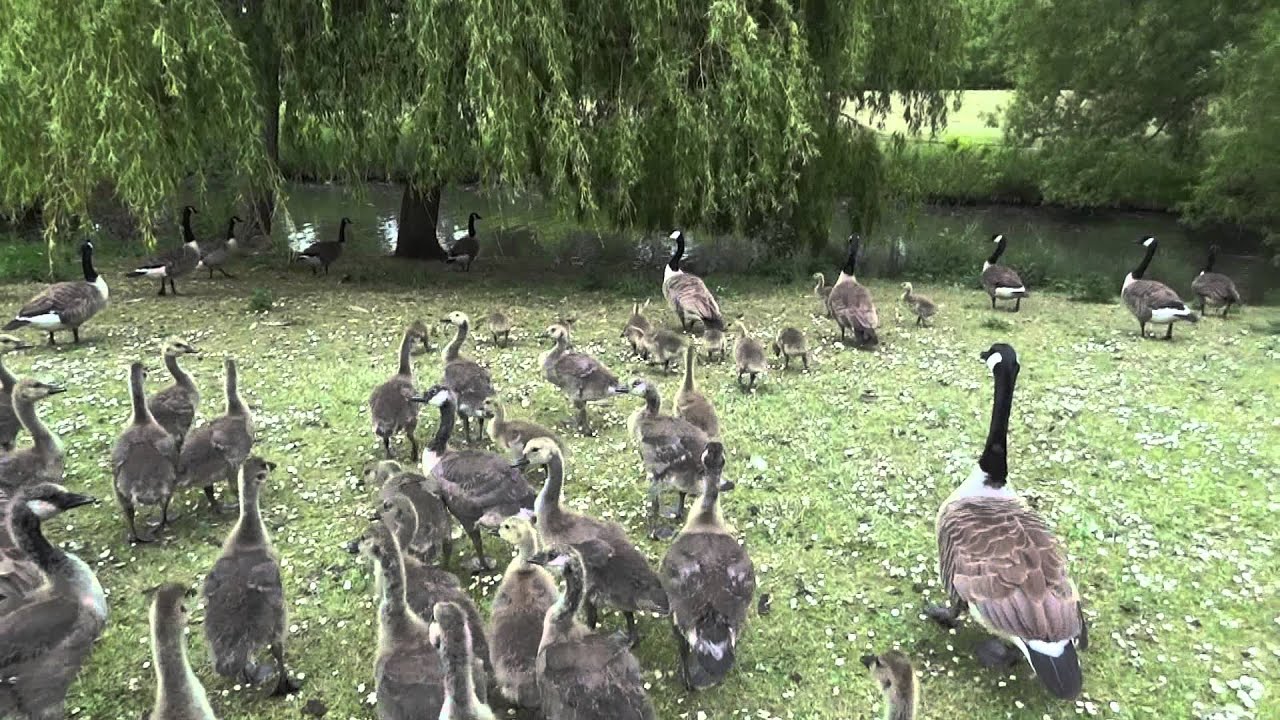 Goose stampede! Part 2 - YouTube