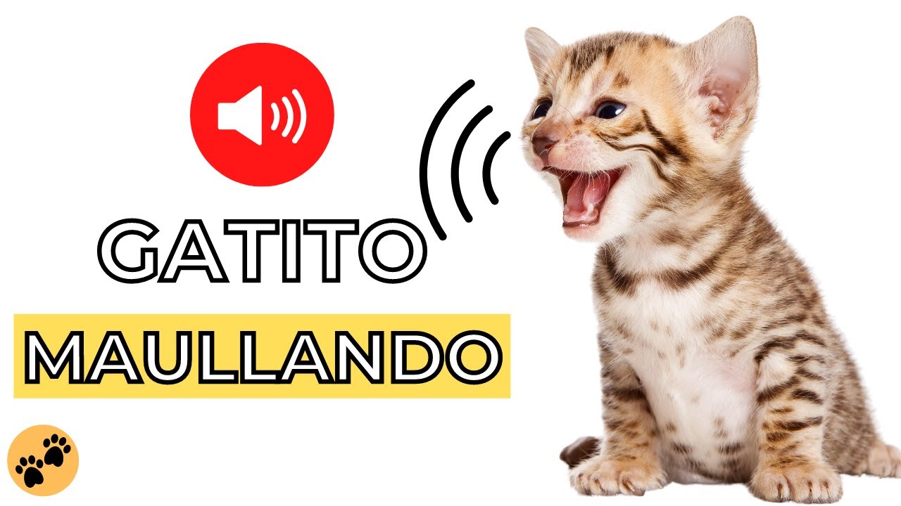 GATITOS MAULLANDO 😻 Sonidos de Gatitos Maullando - YouTube
