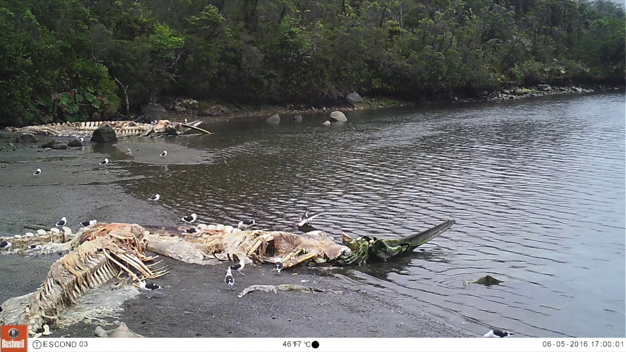 PREVIEW Dead Whale Decomposition Timelapse - YouTube