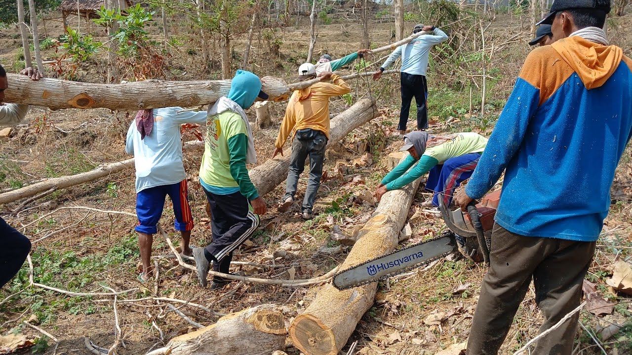Kecil-kecil cabe rawit kayu jati masih kecil keras luar biasa - YouTube