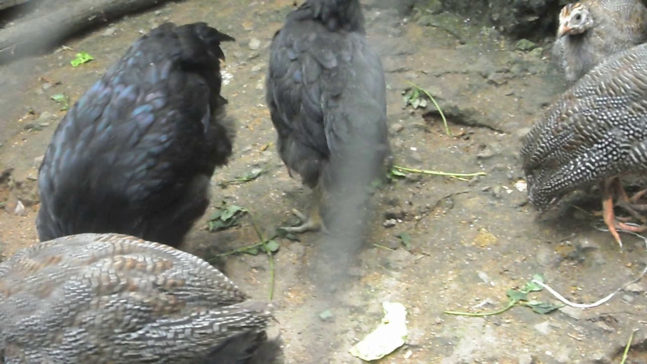 criaçao de galinhas da angola - YouTube