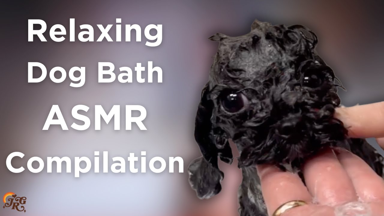 Relaxing Dog Bath ASMR Compilation | Jess Rona Grooming - YouTube