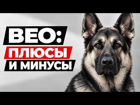 Восточноевропейская овчарка : кому действительно стоит завести эту собаку?