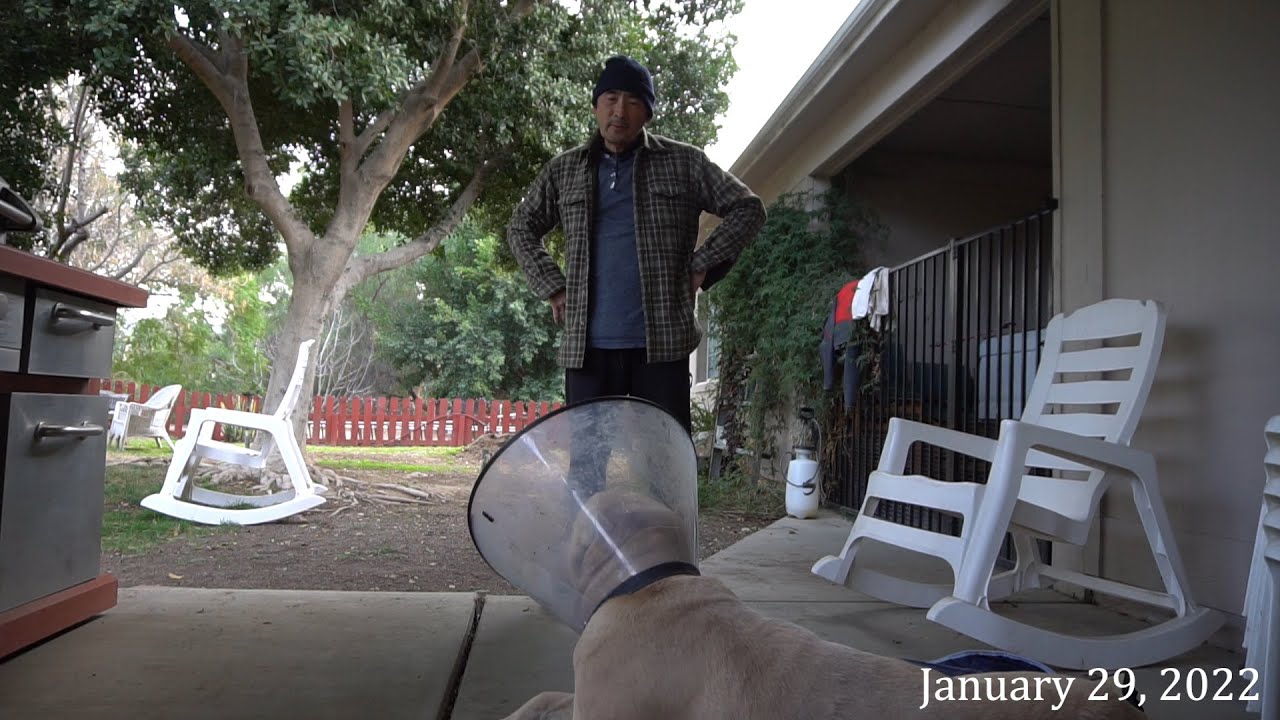 Will Uso let my Dad walk him while I'm at work? | Jan 29, 2022 - YouTube