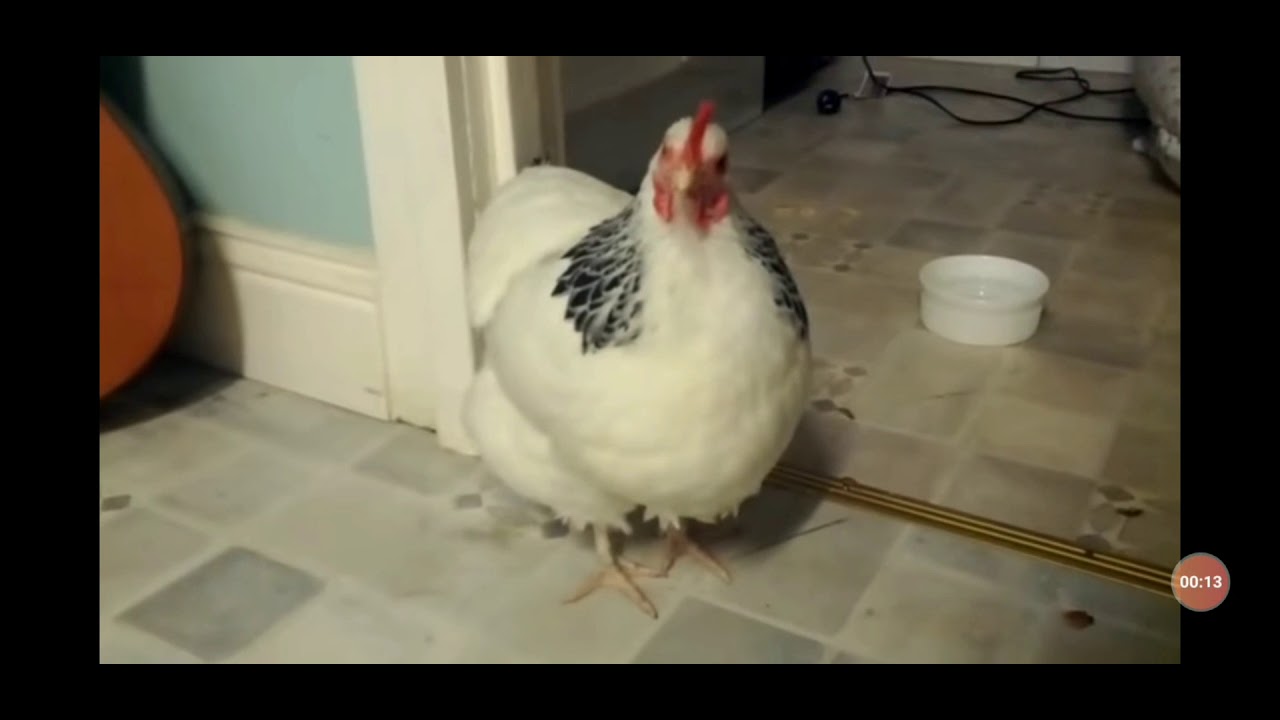 Chicken Sneeze big - YouTube
