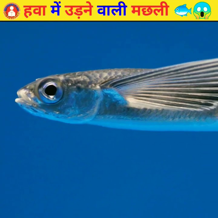 हवा में उड़ने वाली मछली 🐟😱 | Flying Fish | Garnai Fish |#shorts #facts ...