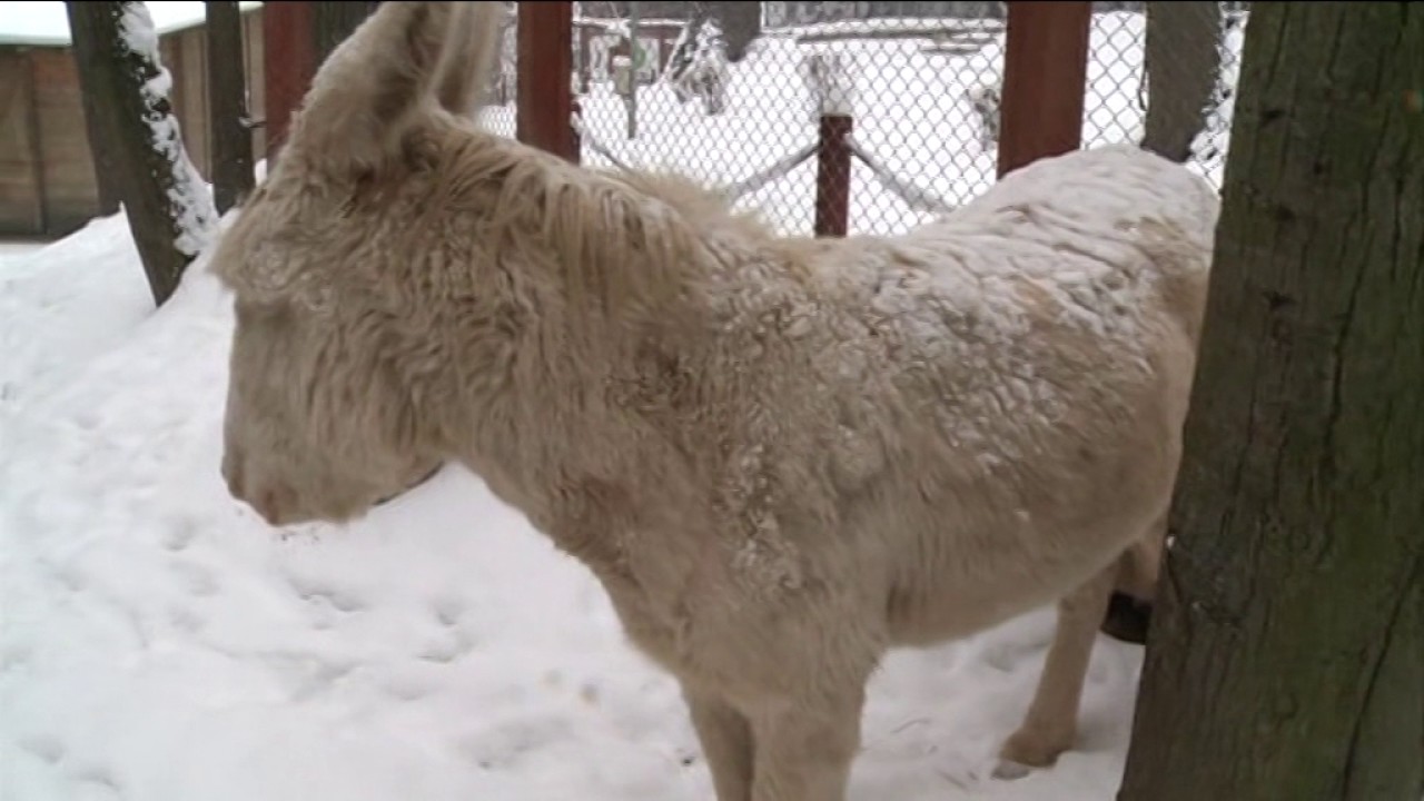 Magarul cu ochi albastri - Magarul Barok de la Zoo Resita - YouTube