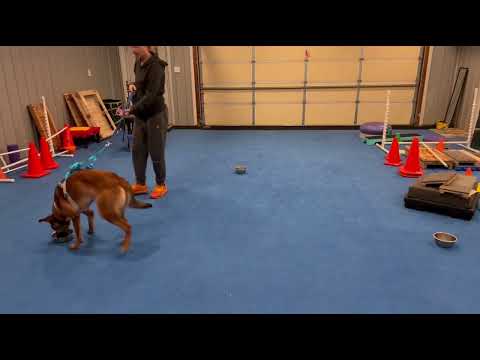Xander: dog powered sports 11/4/24 - YouTube