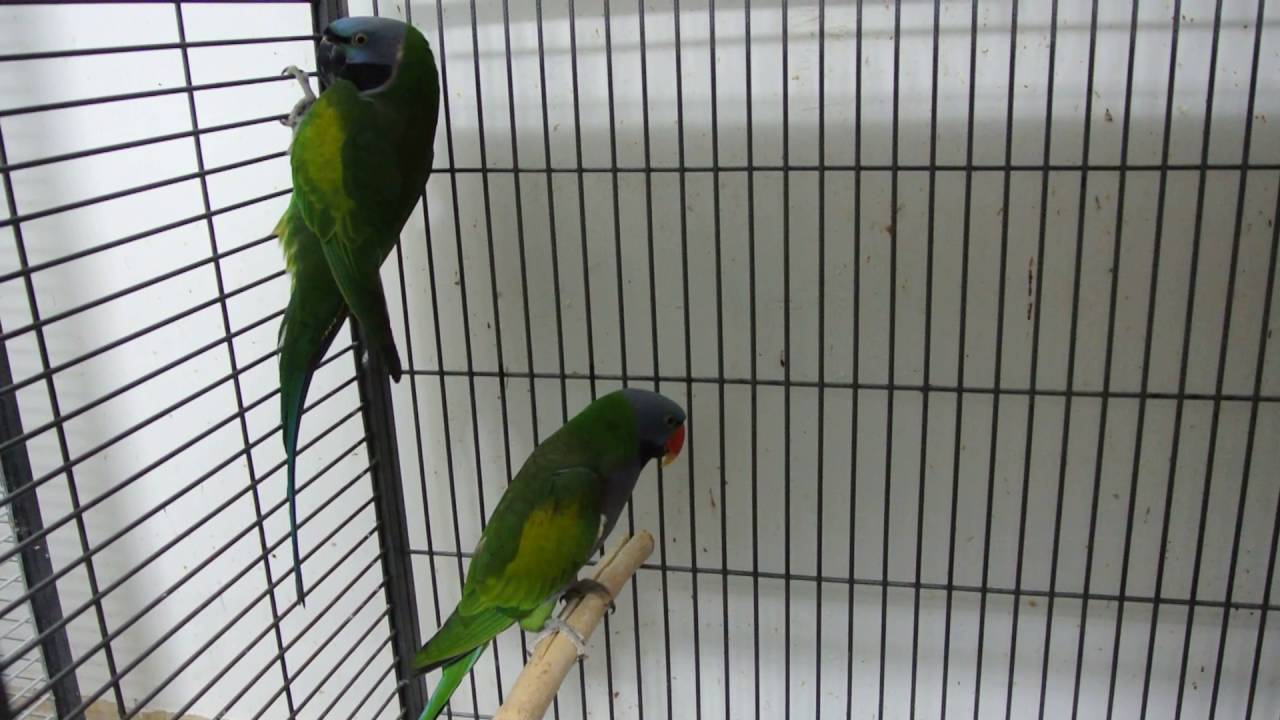 derbyan breeding pair - YouTube
