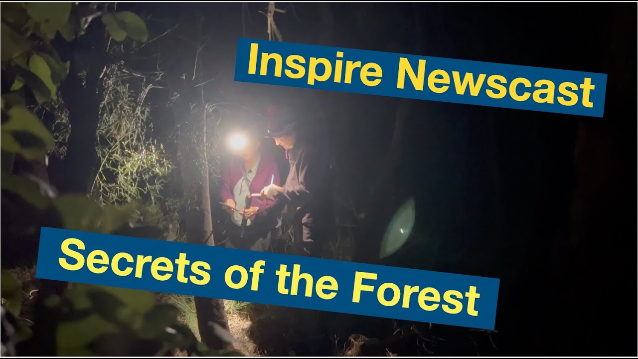 Secrets of the Forest - YouTube