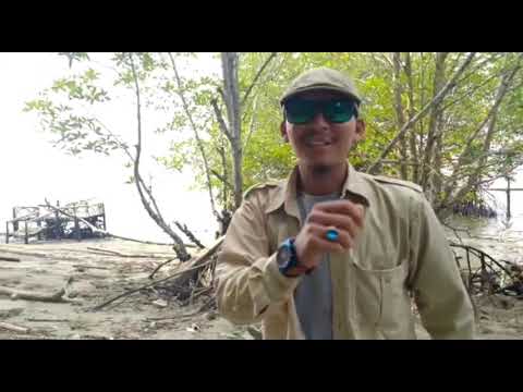 Wisata Desa Jaring Halus Secanggang Langkat - YouTube